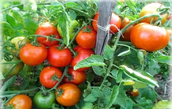 Pomidor bustbush
