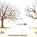 Нок Стартроимсон: Тавсифи гуногунӣ ва хусусиятҳо, парвариш ва нигоҳубин 7234_13