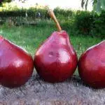 Pear Starkrimson: Ibisobanuro by'itandukaniro n'ibiranga, guhinga no kwitabwaho 7234_2