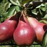 Pear Starkrimson: Ibisobanuro by'itandukaniro n'ibiranga, guhinga no kwitabwaho 7234_3