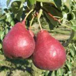 I-Pear Stuarkrimson: Inkcazo yeentlobo ngeentlobo kunye neempawu, ukulima kunye nokukhathalela 7234_5