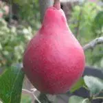 Pear Starkrimson: Mô tả về sự đa dạng và đặc điểm, trồng trọt và chăm sóc 7234_7