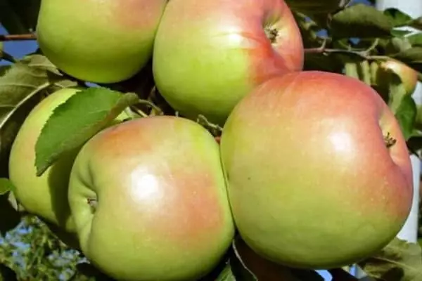 Apple Sinap Orlovskyko fruituak