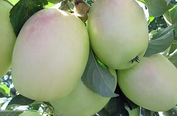 Ang Apple Tree Grade White Synap