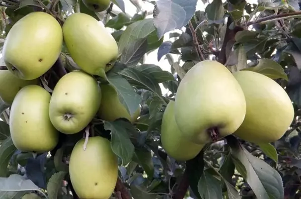 Zuhaitz Apple Tree Synap