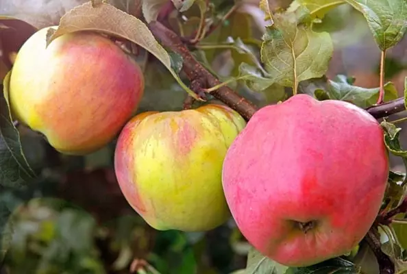 Apple Tree Toble Wold SyApp