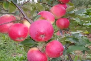 Beskrivelse og funktioner på vinterstedet for Apple Lebava, Voksende og Høst