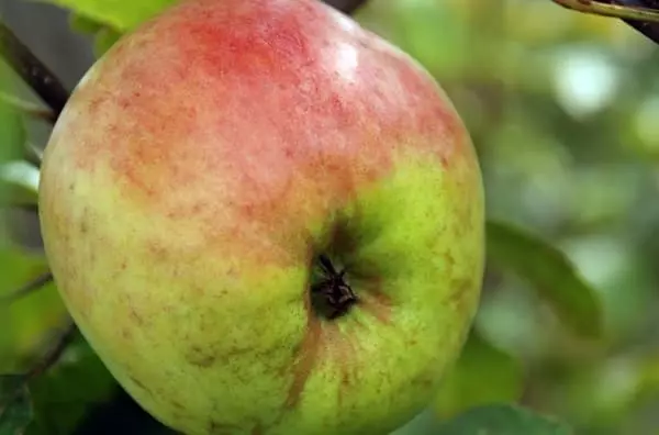 Apple Trow orlovsky Sinap