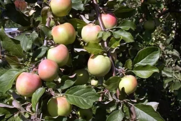 дерево яблуні синап орловський