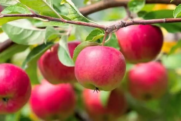 Jablka na stromě