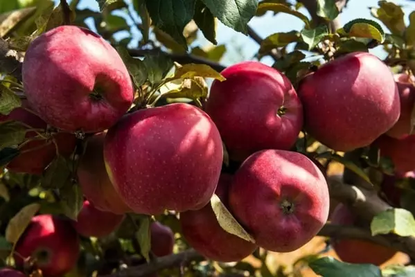 Apple Tree Treat Almatysky