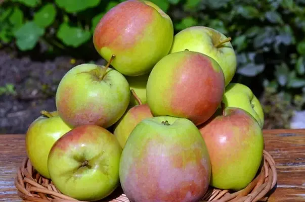 Apple Tree Grade Khakassia