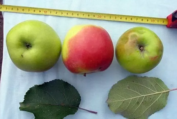 Apple Tree Grade Khakassia