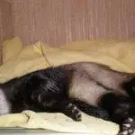 Колку спиењето на Ferrets: Времетраењето на спиењето на ден и зависи од 7238_3