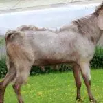Damask kambing: paglalarawan at mga katangian ng mga breed, mga subtleties ng nilalaman 7239_3