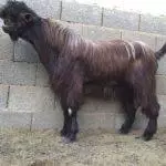 Damask Goat: תיאור ומאפיינים של גזעים, דקויות תוכן 7239_4