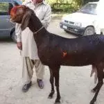 Damask Goat: Kotelon kuvaus ja ominaisuudet, Content Sublishes 7239_5