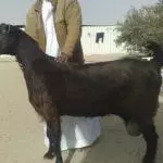 Damask Goat: Kotelon kuvaus ja ominaisuudet, Content Sublishes 7239_8