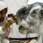 Damask Goat: Descrierea și caracteristicile raselor, subtilitățile de conținut 7239_9