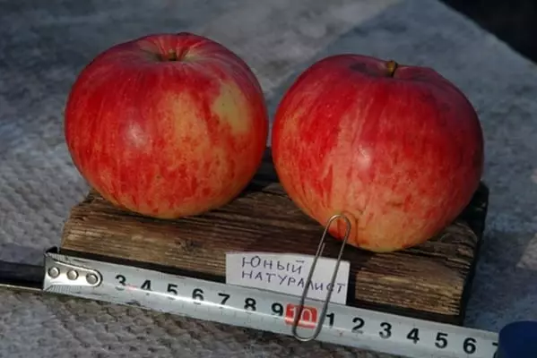 टेबलवर एक तरुण निसर्गवादी साठी सफरचंद