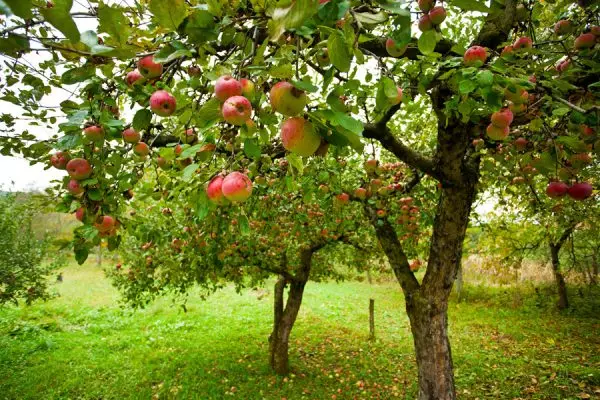 Jabłoń w ogrodzie