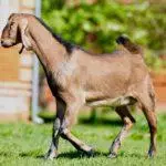 Nubian goats: description and dairy breed, color and price, content 7246_11