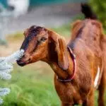 Nubian goats: description and dairy breed, color and price, content 7246_16