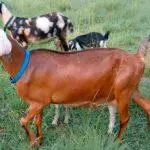Nubian Goats: აღწერა და რძის ჯიშის, ფერი და ფასი, შინაარსი 7246_17