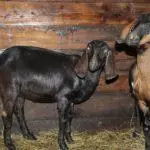 Nubian goats: description and dairy breed, color and price, content 7246_18