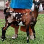 Nubian goats: description and dairy breed, color and price, content 7246_2