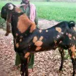 Nubian Goats: ဖော်ပြချက်နှင့်နို့ထွက်ပစ္စည်းမျိုး, အရောင်နှင့်စျေးနှုန်း, အကြောင်းအရာ 7246_3