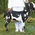 Nuban Goat: Tsananguro uye Dairy Breed, Ruvara uye Mutengo, Zvemukati 7246_4