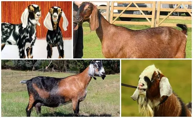 Nubian goats