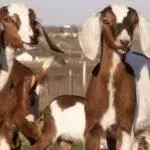 Nubian goats: description and dairy breed, color and price, content 7246_8