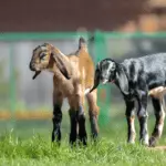Nuban Goat: Tsananguro uye Dairy Breed, Ruvara uye Mutengo, Zvemukati 7246_9