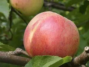 Karakteristike i opis stabala jabuka Bolotovskoe, slijetanje, obrađivanje i njegu