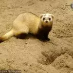 Steppe Ferret: descrición e subespecies, hábitat e contido doméstico 7251_2