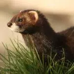 Steppe Ferret: ការពិពណ៌នានិង subspecies, HATIT និងមាតិកាផ្ទះ 7251_6
