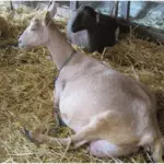 Hors des chèvres: des signes et quoi faire ensuite, les soins post-partum et les problèmes 7253_12