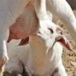 Out of goats: signs and what to do next, postpartum care and problems 7253_9