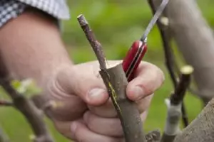 Kako narediti jabolčno drevo poleti, pomlad in jesen sveže potaknjenci za začetnike korak za korakom