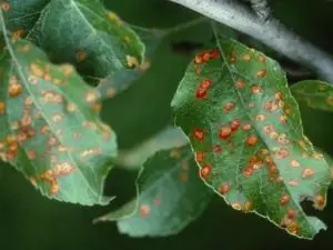 Dėl rudų dėmių išvaizdos ant obuolio medžio lapų ir kaip gydyti ligą