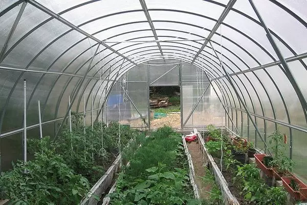 Greenhouse hamwe ninyanya