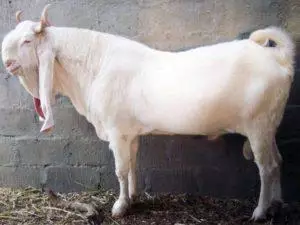 Описание и характеристики на козите на породата Голаб, правилата на тяхното съдържание