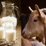 Ožkos pienas: nauda ir žala kūnui, sudėtis ir kaip pasirinkti 7261_15