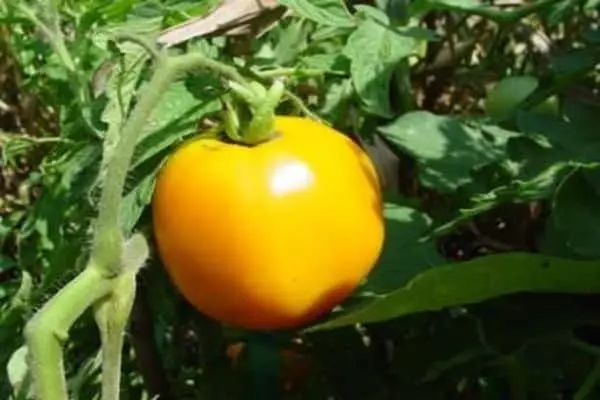 Vintage tomato.