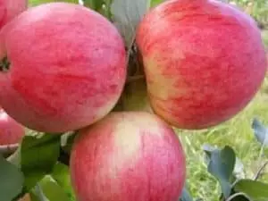 Apple OrlovyMA-ийн тодорхойлолт, буух, буух, өсөн нэмэгдэж, халамжлах