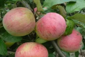 Katerangan tangkal apel visiaz sareng ciri rasa buah, ngahasilkeun