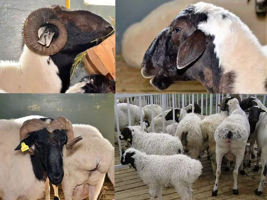 Calmyt breed of sheep: description and characteristics, content rules