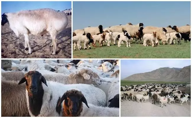 Kalmyt breed sheep